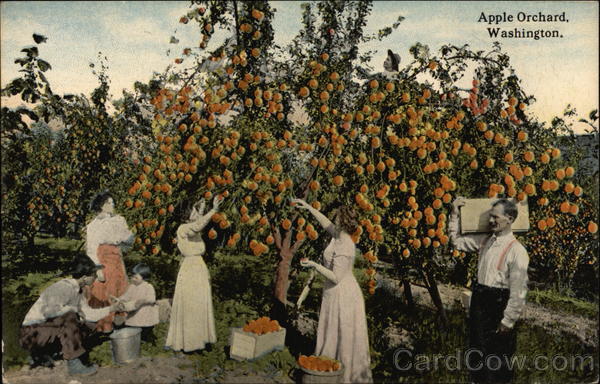 Apple Orchard Washington