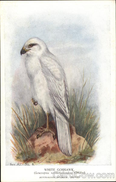 White Goshawk Bird - Australian Museum, Sydney Birds