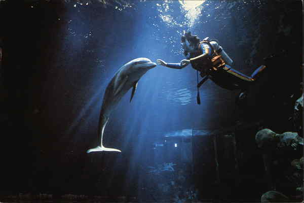 Divers in the Deep Disney