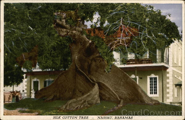 Silk Cotton Tree Nassau, Bahamas Caribbean Islands