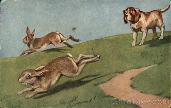 Dog Chasing Rabbits Dogs