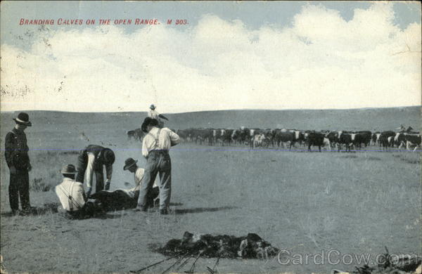 Branding Calves on the Open Range Cowboy Western