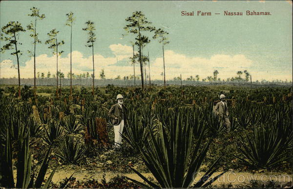 Sisal Farm Nassau, Bahamas Caribbean Islands
