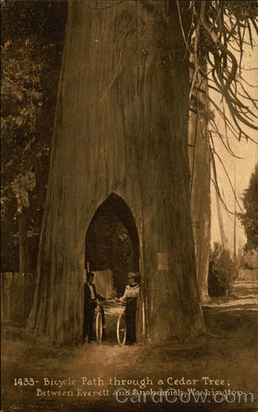 Bicycle Path through a Cedar Tree Everett, WA