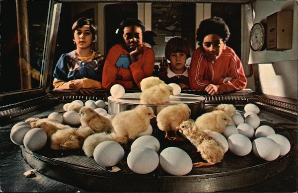 Hatching Chicks - Museum of Science and Industry Chicago, IL