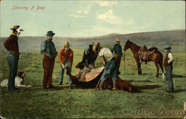 Skinning a Beef Cowboy Western