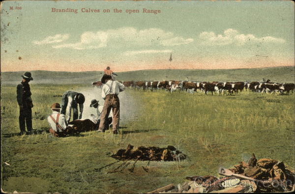 Branding calves on the open range Cows & Cattle
