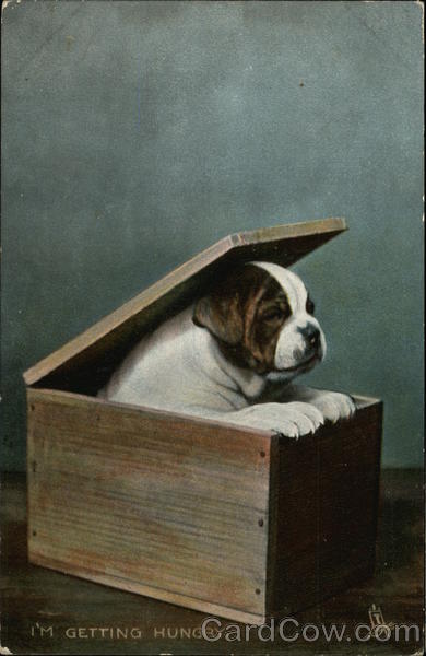 Puppy In Box Dogs Postcard