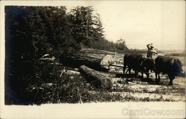 Cattle Pulling a Log Logging Postcard
