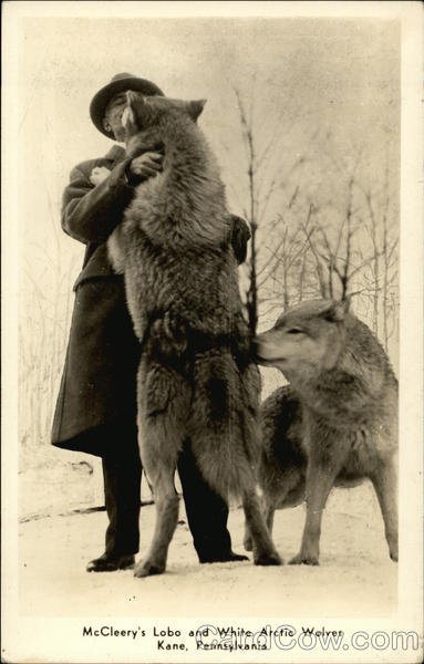 McCleery's Lobo and White Arctic Wolves Kane, PA Postcard
