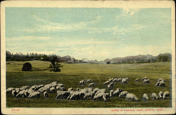 Sheep in Franklin Park Boston, MA Postcard