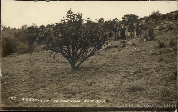 A Cactus in the Foothills Amistad, NM Postcard