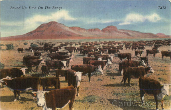 Round Up Time On The Range Cows & Cattle