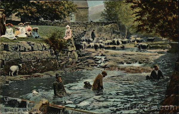 Sheep Washing in the River Farming Postcard