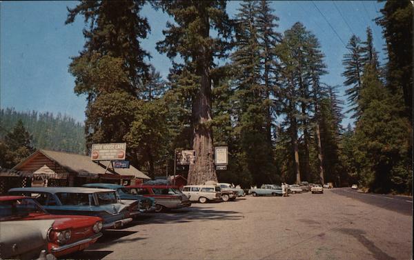 World Famous Tree House Piercy, CA Postcard