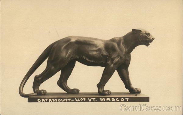 Catamount - U. of Vt. Mascot Burlington, VT Postcard