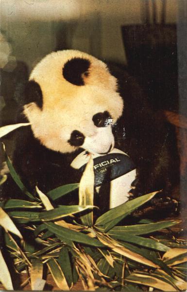 Ling-Ling Panda National Zoological Park Washington, DC Washington DC