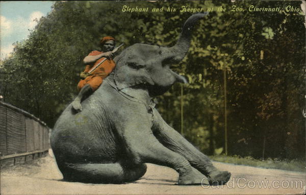 Elephant and his Keeper at the Zoo Cincinnati, OH Postcard