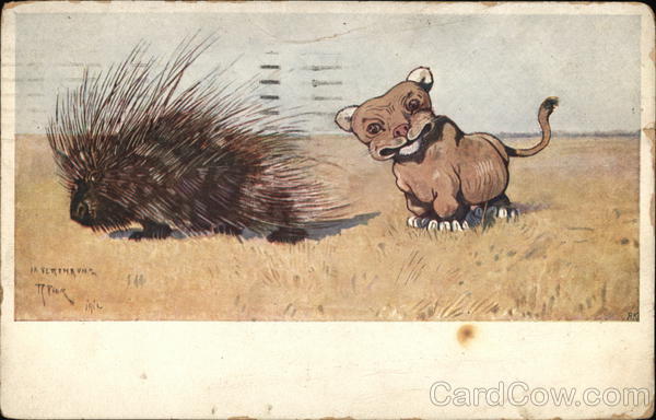 Porcupine Baby Lion Multiple Animals Postcard Porcupine Baby Lion Multiple Animals Postcard