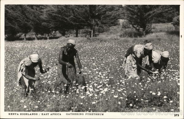 Gathering Pyrethrum in the Kenya Highlands Africa Postcard