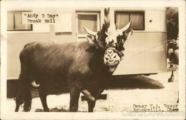 Andy D Day - Freak Bull Owner W.A. Rasor, Brookville, Ohio Cows ...