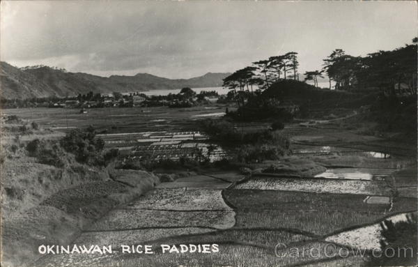 Okinawan rice paddies Japan Postcard