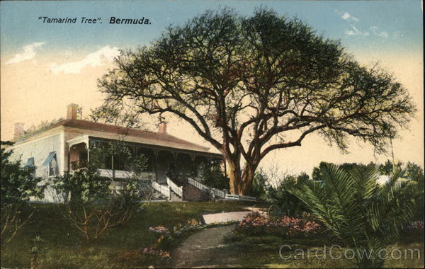 Tamarind Tree Bermuda