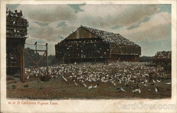 A California Pigeon Farm Farming Postcard
