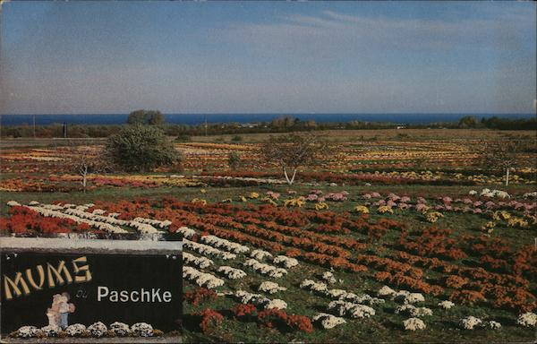 Mums Paschke North East, PA Postcard