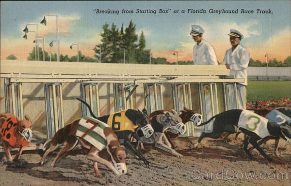 "Breaking from a Starting Box" at a Florida Greyhound Race Track Dog ...