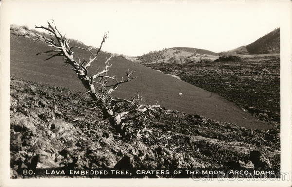 Lava Embedded Tree, Craters of the Moon Idaho Postcard