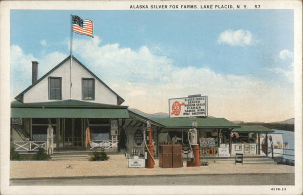 Alaska Silver Fox Farms Lake Placid, NY Postcard