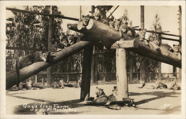 Gay's Lion Farm El Monte, CA Postcard