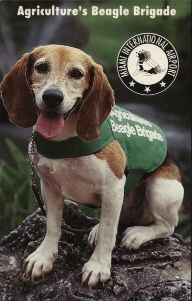 Agriculture's Beagle Brigade Miami, FL Postcard