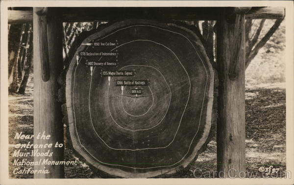 Log Slice Showing Age Rings, Muir Woods National Monument Mill Valley ...
