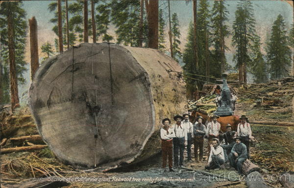 Section Of California Giant Redwood Tree Logging Postcard