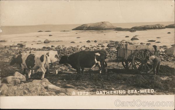 Gathering Seaweed at the Beach With Wagon Rhode Island O. E. DuBois ...