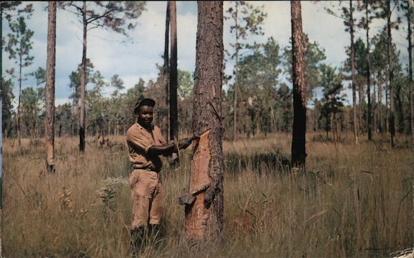Gathering Pine Gun Georgia Postcard