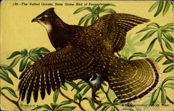The Ruffed Grouse Pennsylvania Birds