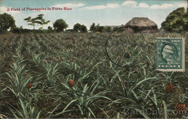 A field of Pineapples Puerto Rico Postcard