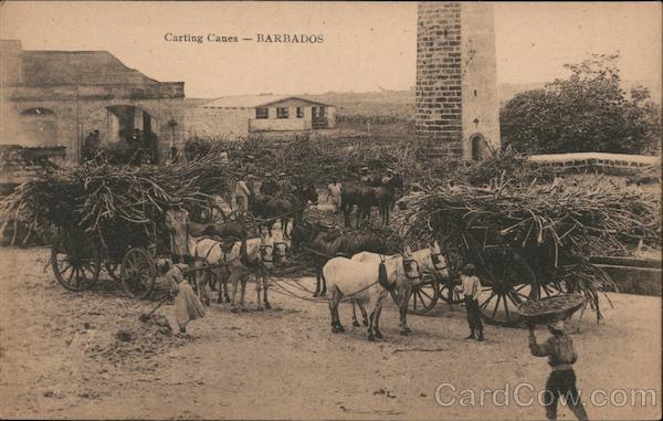 Carting Canes - Barbados Caribbean Islands Postcard