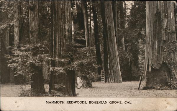 Mammoth Redwoods Bohemian Grove Monte Rio CA Postcard Mammoth Redwoods Bohemian Grove Monte Rio CA Postcard