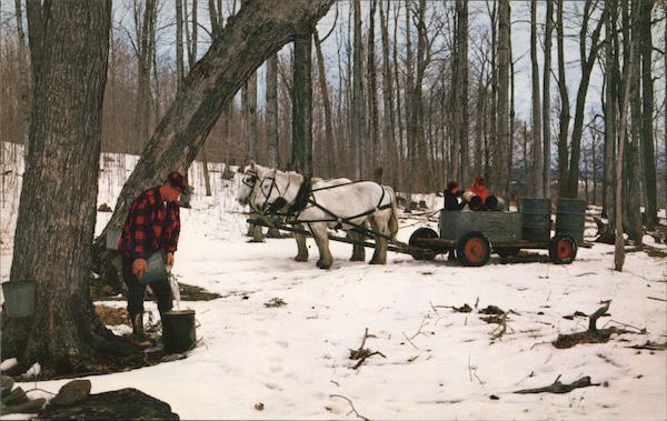 Collecting maple sap into buckets, horse drawn gathering tank wagon ...