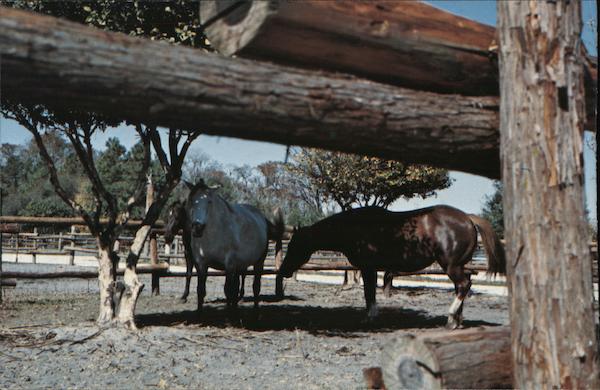Tri-Circle-D Ranch, Disney World Orlando, FL Postcard