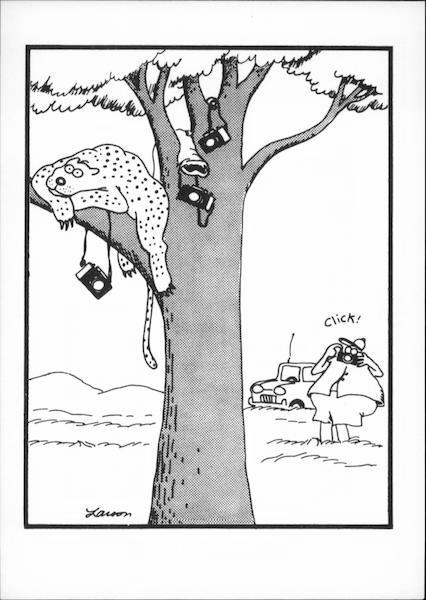 Safari Nature Photographer Gary Larson Postcard