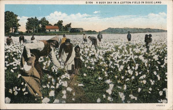 A Busy Day in a Cotton Field in Dixie Land Black Americana Postcard