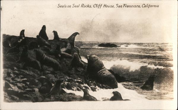Seals on seal Rocks, Cliff House San Francisco, CA Postcard