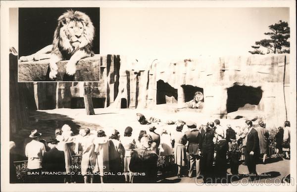Lion Crowd San Francisco, CA Postcard