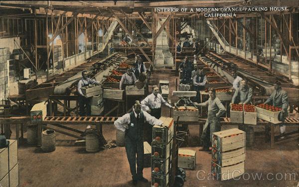 Interior of a Modern Orange Packing House California Postcard