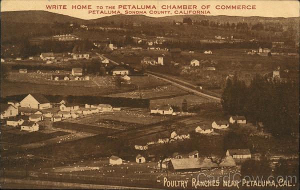 Poultry Ranches Petaluma, CA Postcard